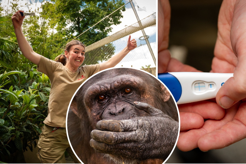 Na 32 jaar nog eens een chimpansee zwanger in Antwerpse Zoo: “Eindelijk twee streepjes” | GVA